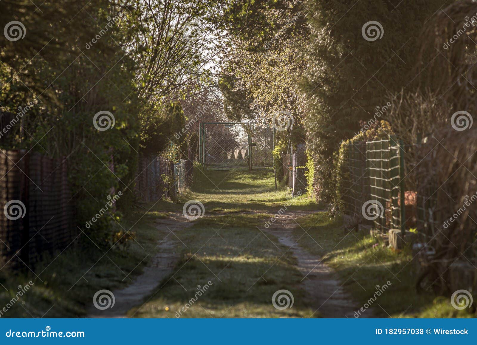 Pathway in a Forest Surrounded by Beautiful Greenery Stock Photo ...