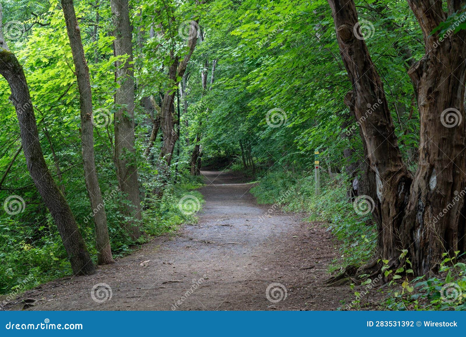 Pathway in the Forest Surrounded by Trees on Either Side of the Trail ...