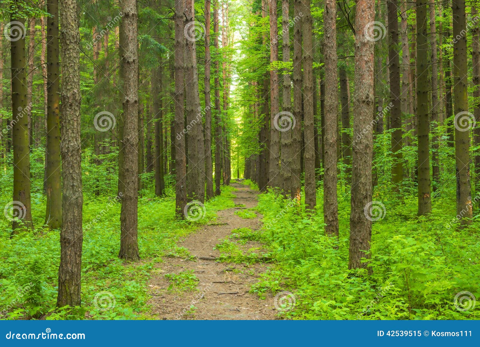 Pathway in the forest stock image. Image of perspective - 42539515