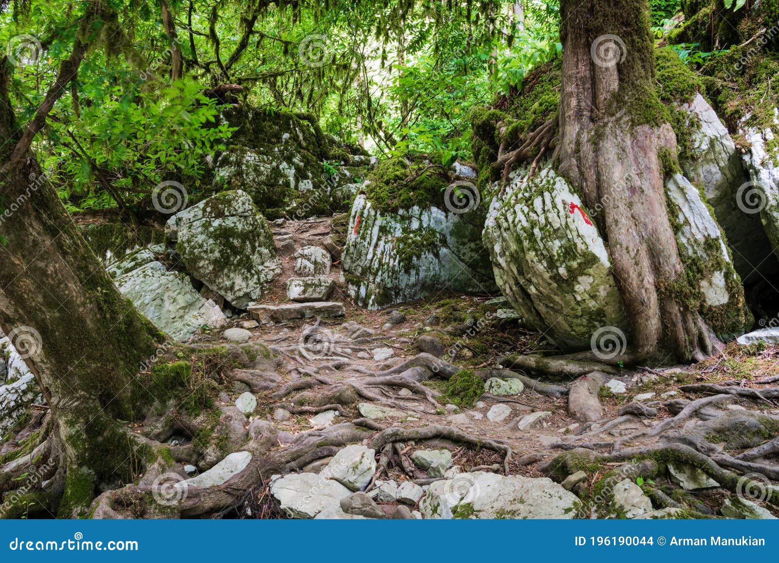 Pathway in the Forest with Tree Roots Growing between Stones Stock ...