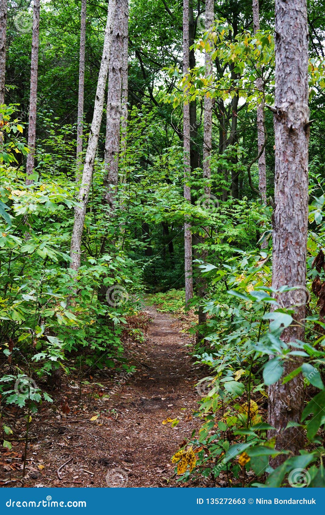 Deep Deciduous Forest of USA in October with the Pathway Stock Image ...