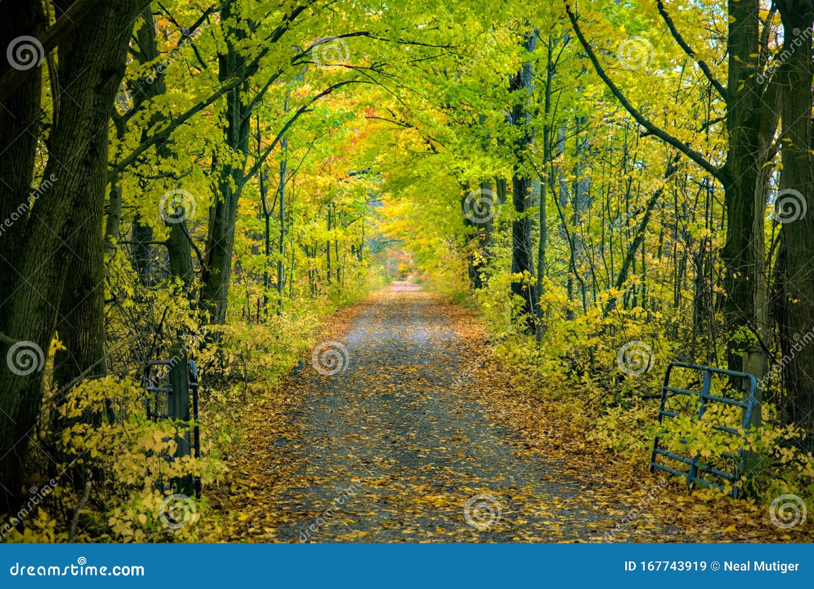 Pathway through the Forest of Trees Stock Image - Image of pathway ...
