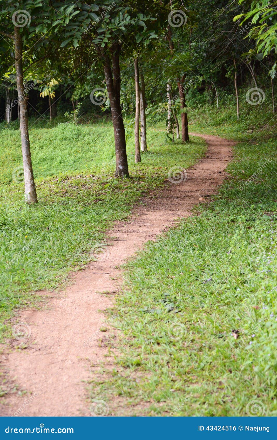 Pathway in forest stock photo. Image of road, bright - 43424516