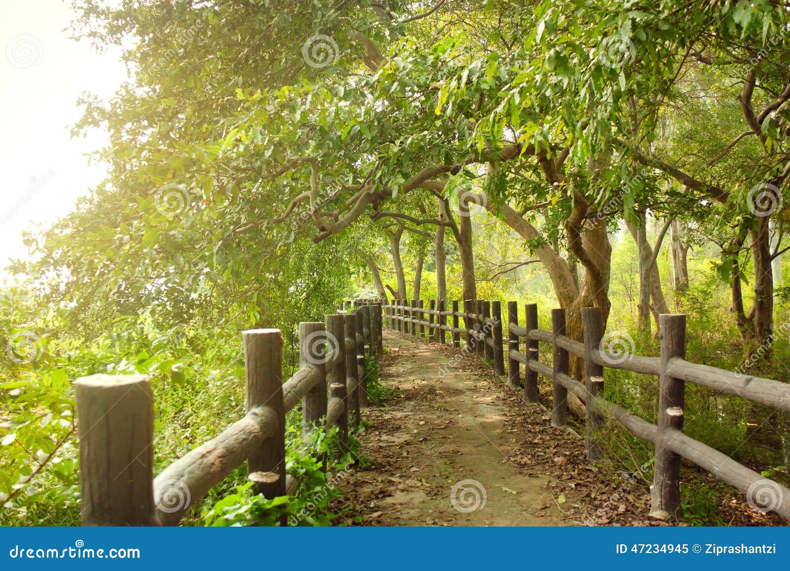 Pathway in Forest with Wooden Side Rails Stock Image - Image of ...