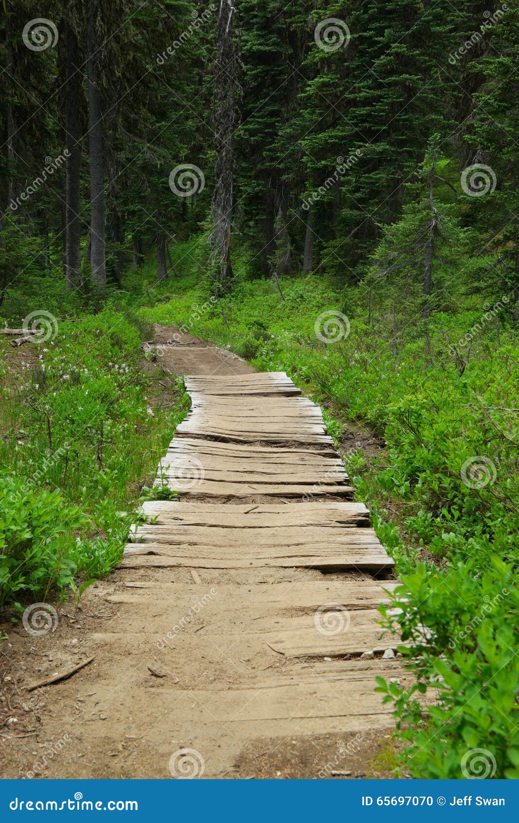 Pathway through the forest stock photo. Image of outside - 65697070