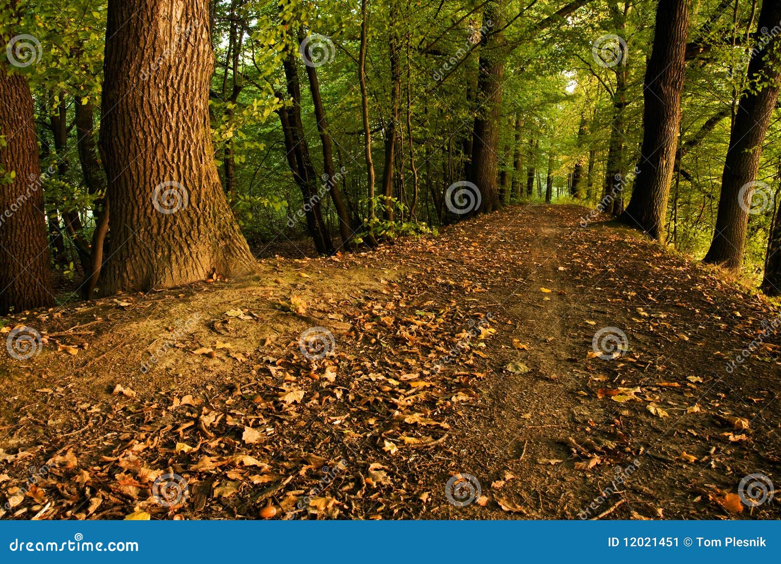 Pathway in forrest stock image. Image of landscape, fresh - 12021451