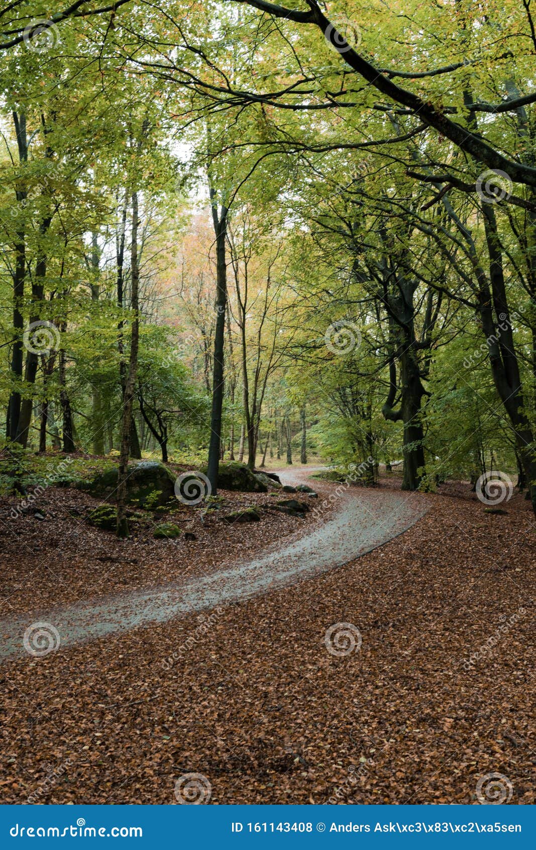 Pathway in the forrest stock photo. Image of showing - 161143408