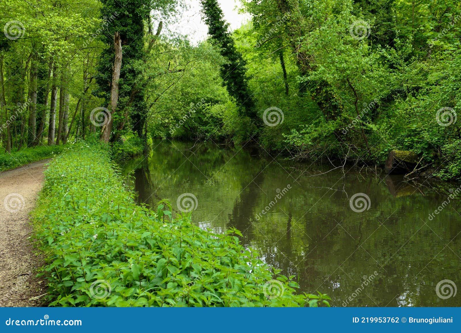 Pathway in Front of a River. Stock Photo - Image of idyllic, foliage ...
