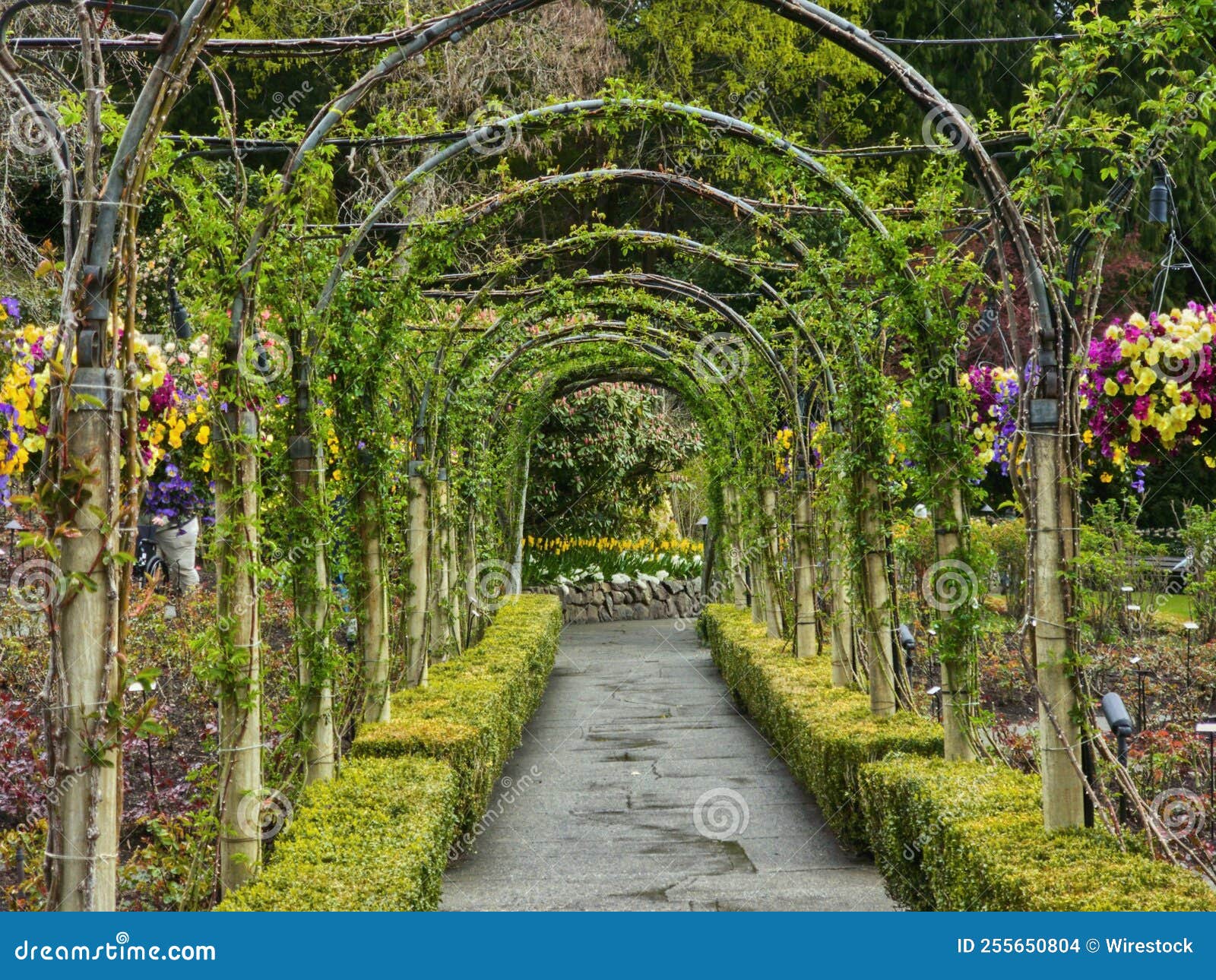 Pathway in the Garden with with Trees on the Side Stock Photo - Image ...