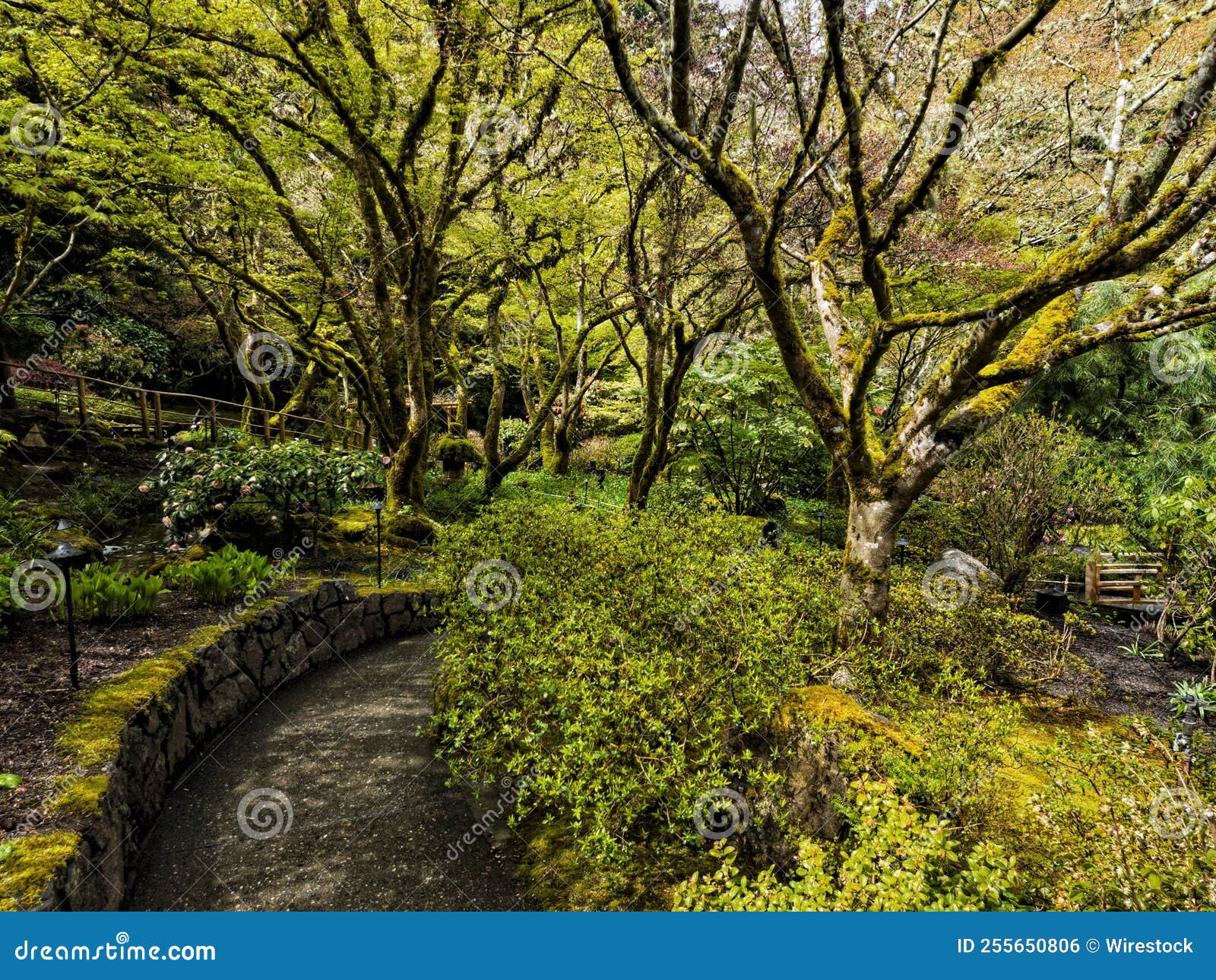 Pathway in the Garden with with Trees on the Side Stock Photo - Image ...