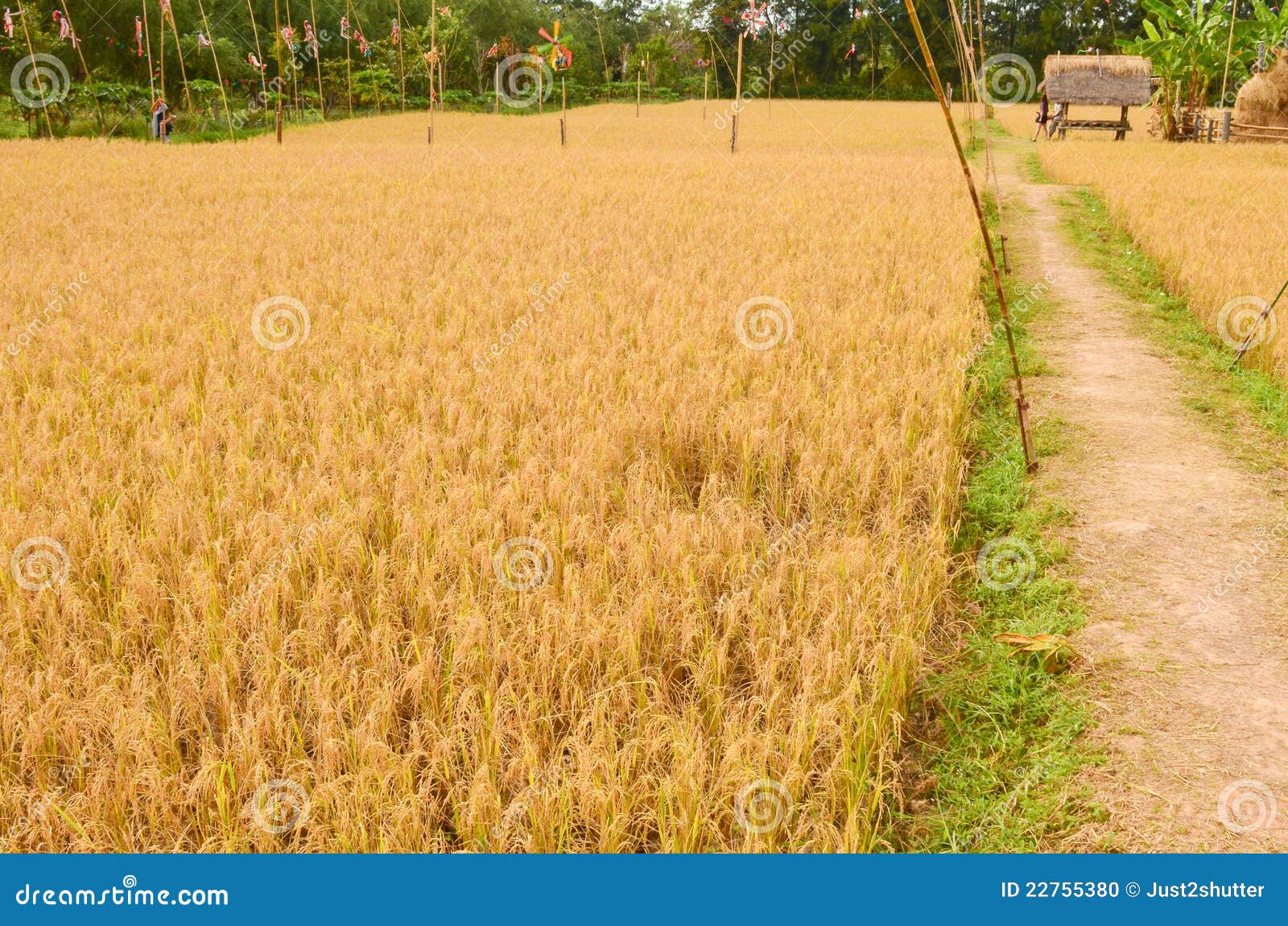 Pathway between Golden Rice Field Stock Photo - Image of growth, grass ...