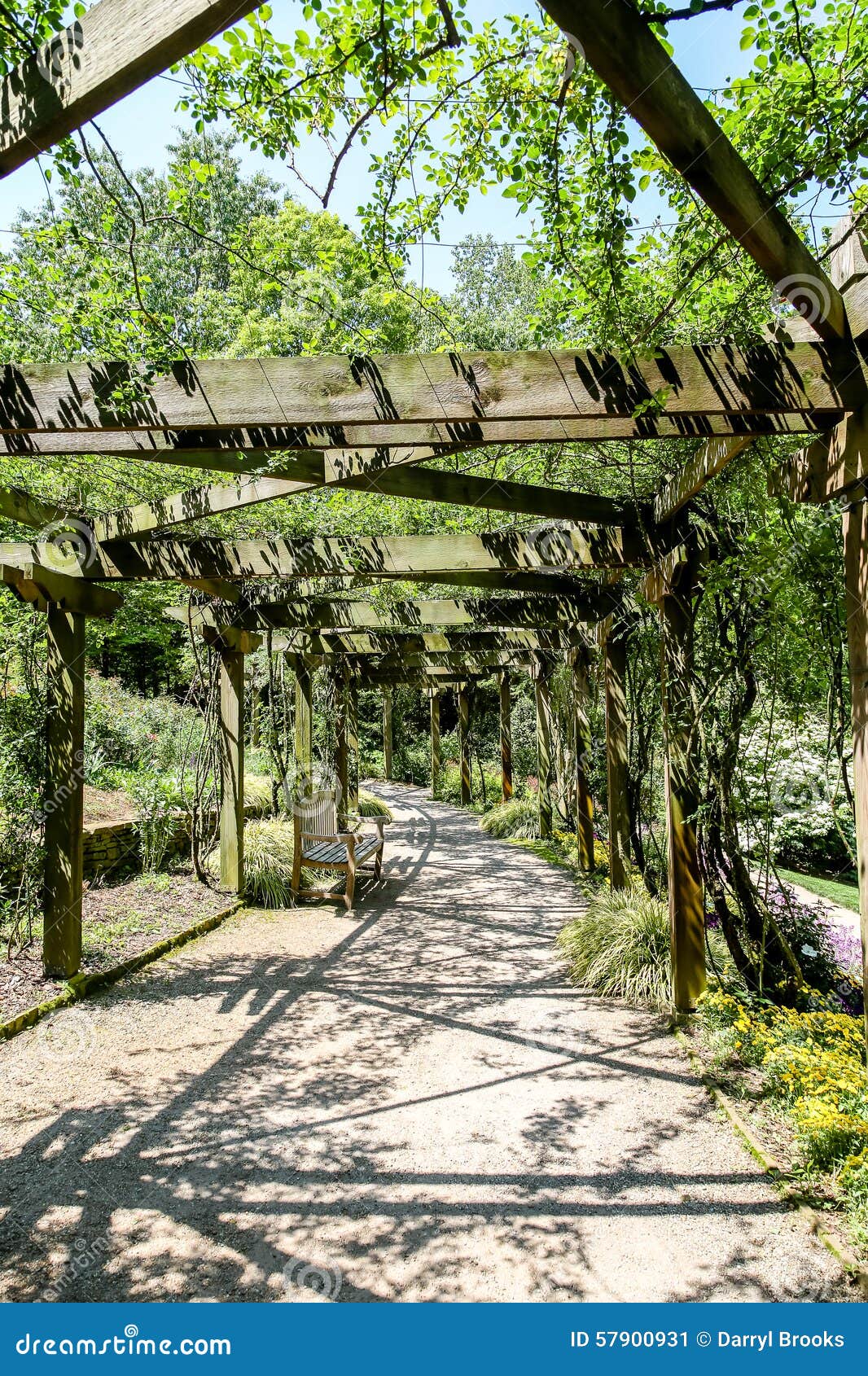 Pathway through Grape Arbor Stock Image - Image of lush, forest: 57900931