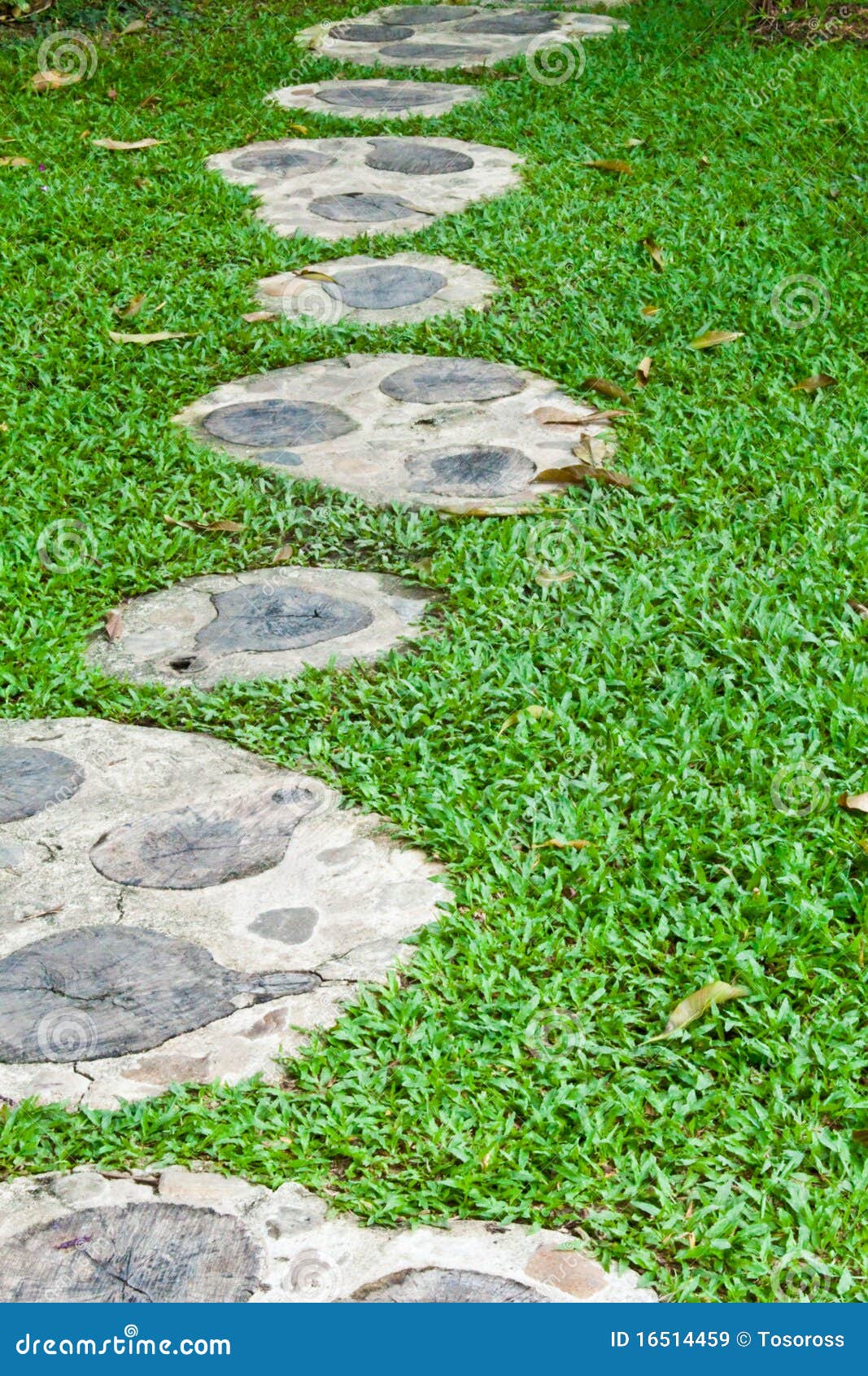 Pathway In Grass Field Royalty-Free Stock Photography | CartoonDealer ...