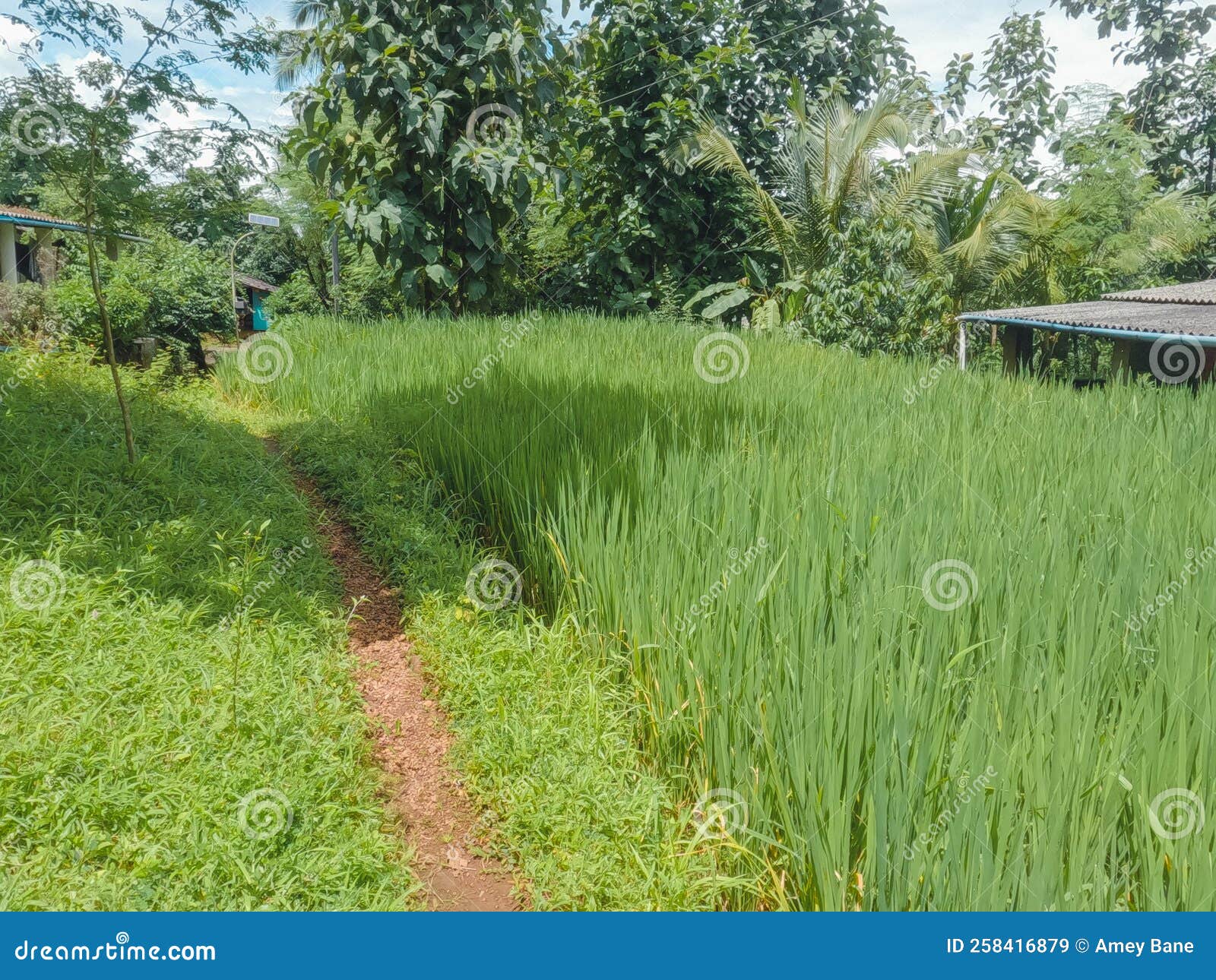 A Pathway from the Grass Fields and Farms with Trees and Cloudy Sky in ...