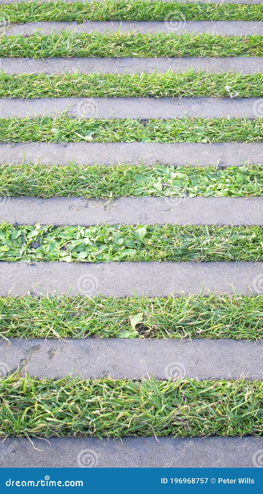 Pathway with grass stripes stock image. Image of stripy - 196968757