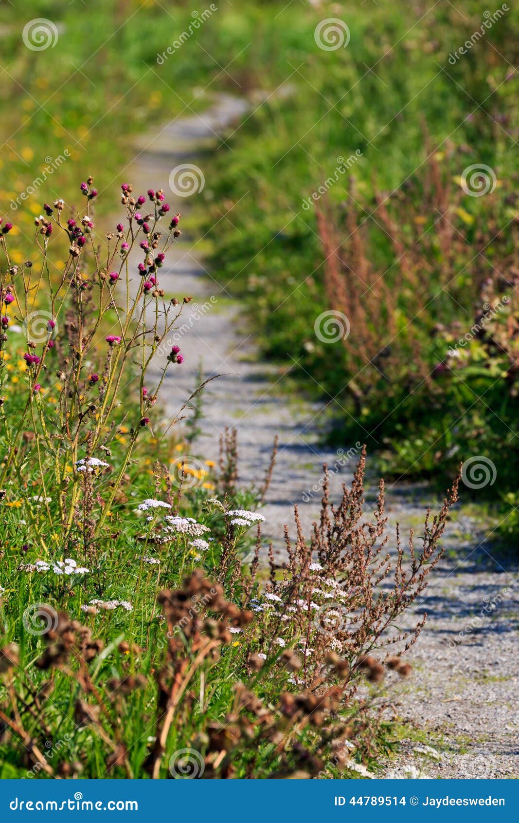 Pathway stock photo. Image of pathway, flower, road, purple - 44789514
