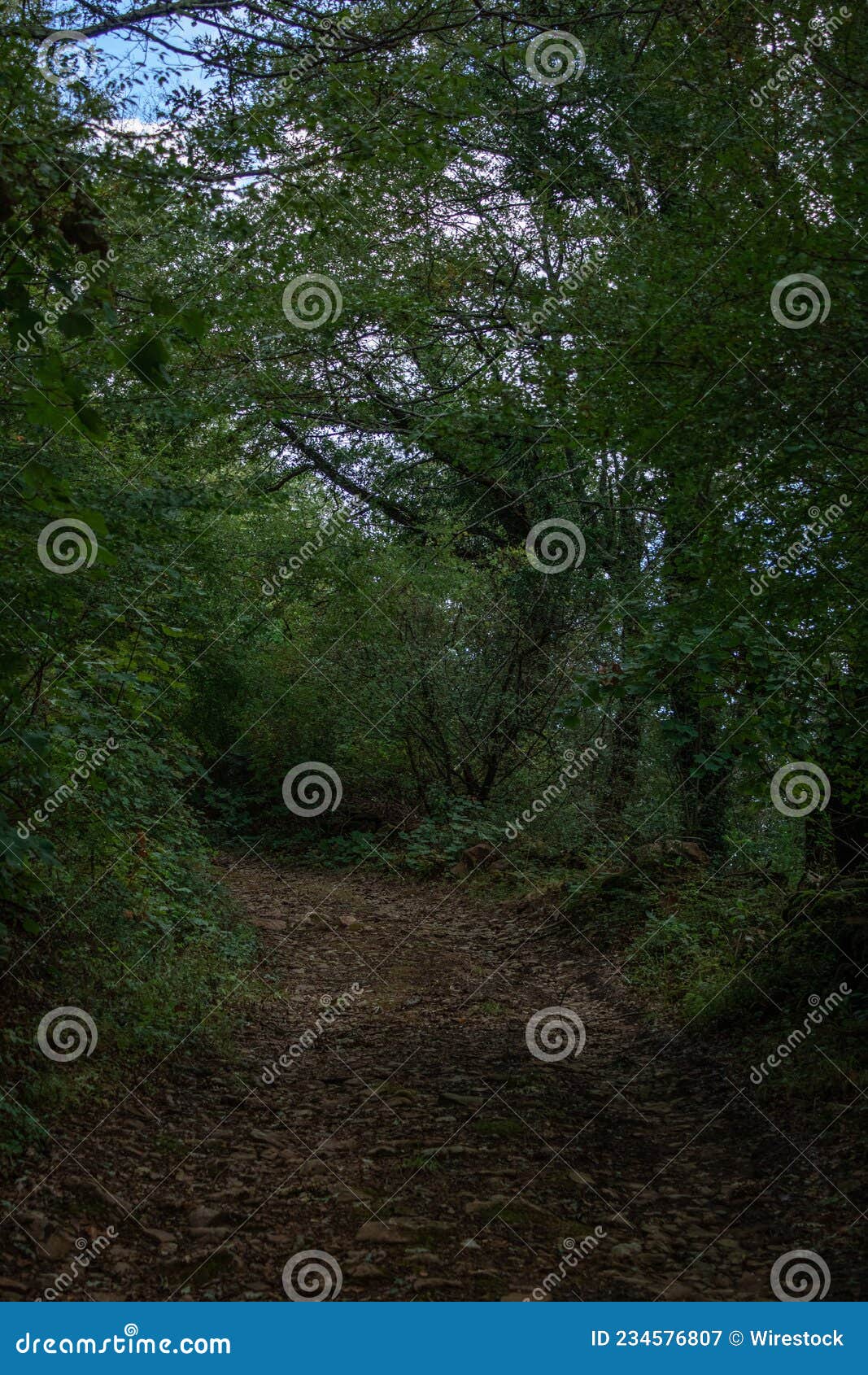 Pathway through a Green Dark Forest Stock Image - Image of green, park ...