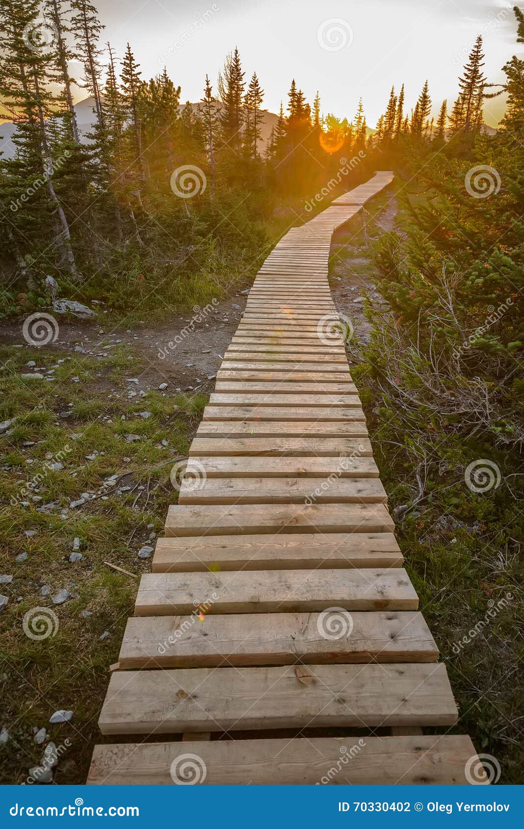 Pathway in green forest stock photo. Image of earth, green - 70330402