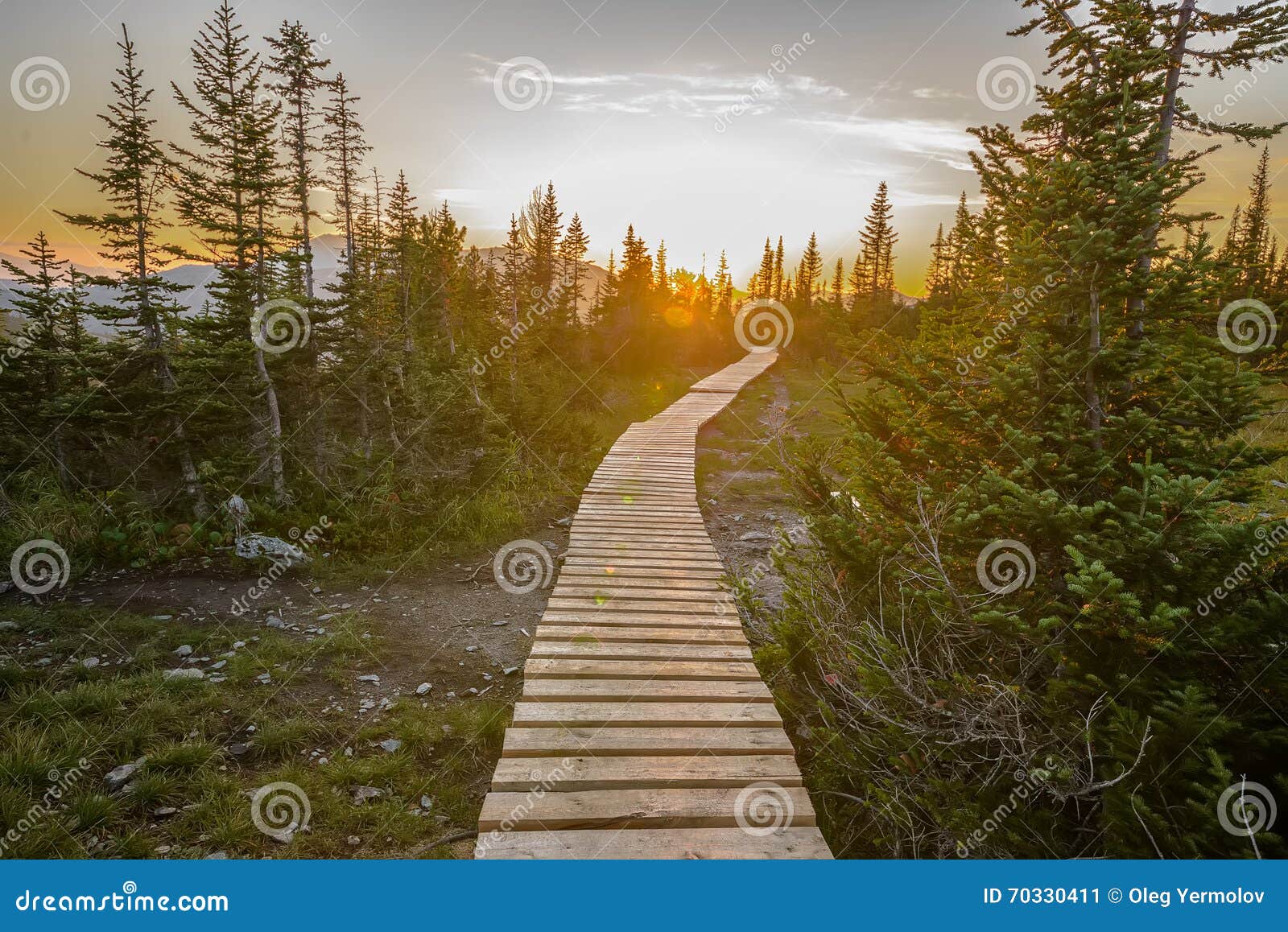 Pathway in green forest stock image. Image of outdoors - 70330411