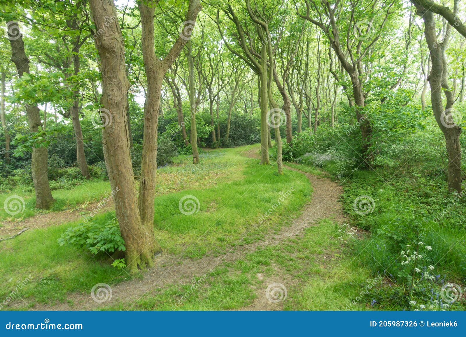Pathway in a Green Forest with Grass and Trees Stock Photo - Image of ...