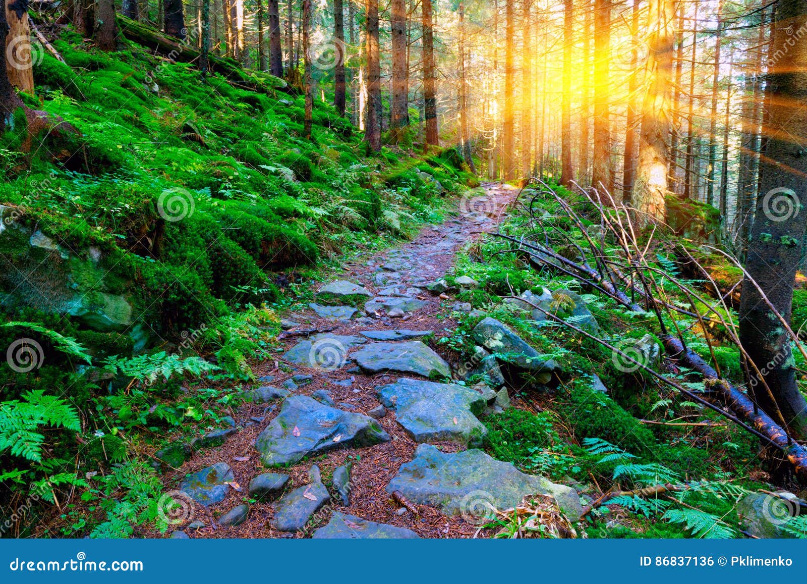 Pathway in green forest stock photo. Image of beauty - 86837136