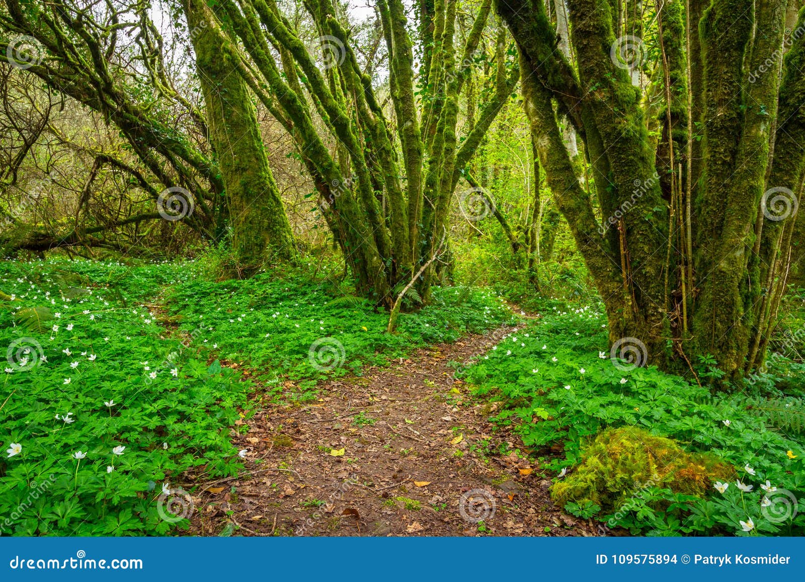 Pathway in the Green Forest Stock Photo - Image of natural, country ...