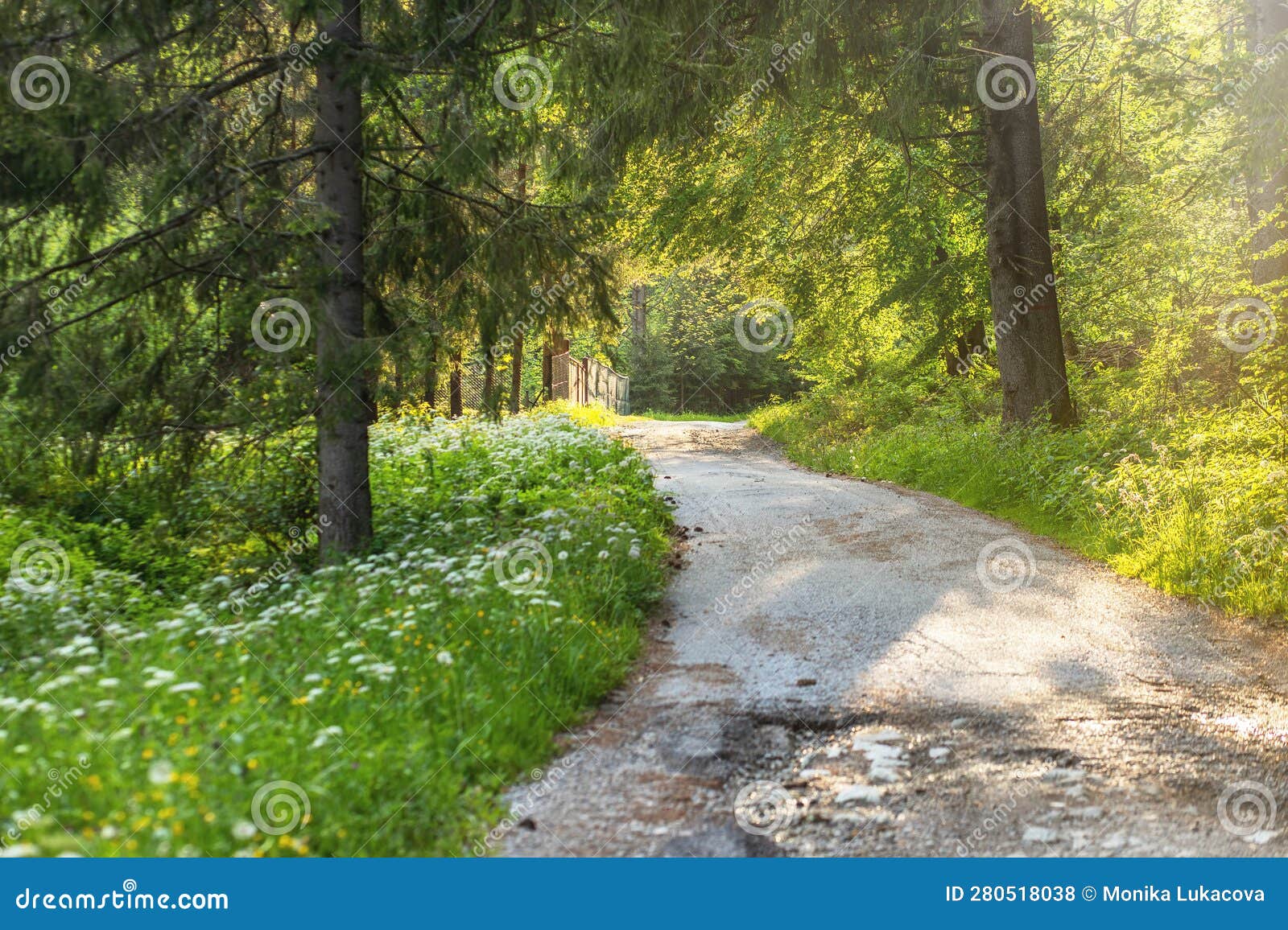 Pathway in Green Forest during Spring Season. Stock Photo - Image of ...
