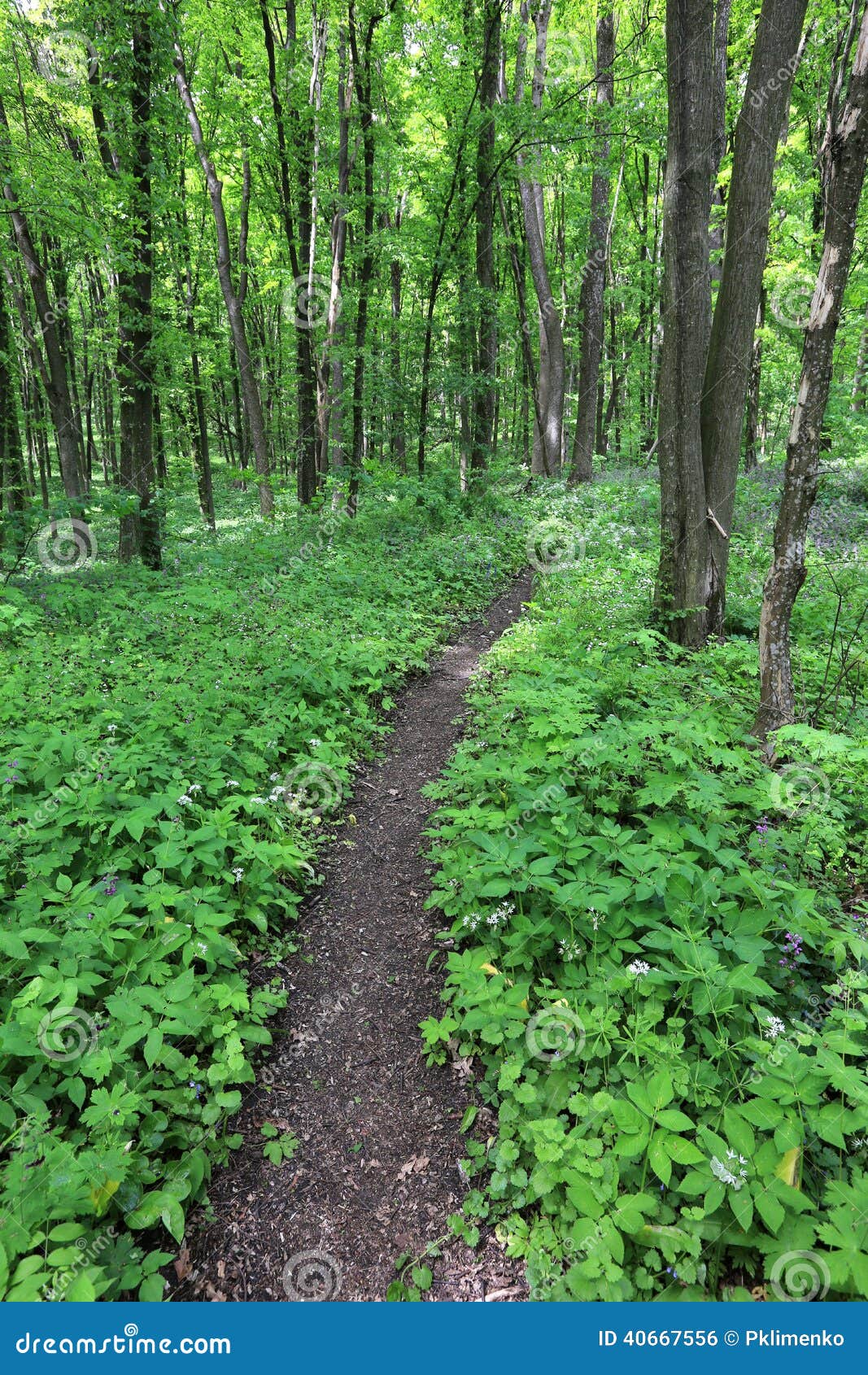 Pathway in green forest stock photo. Image of beauty - 40667556