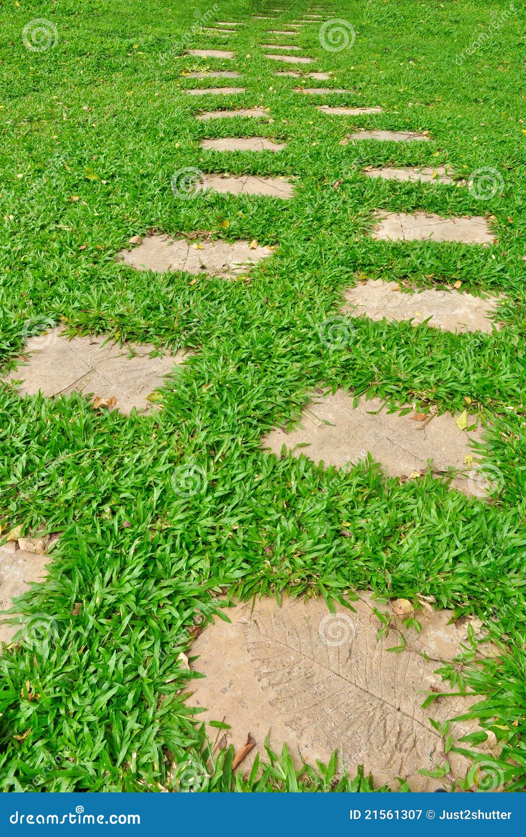 Pathway in a green grass stock image. Image of leafy - 21561307