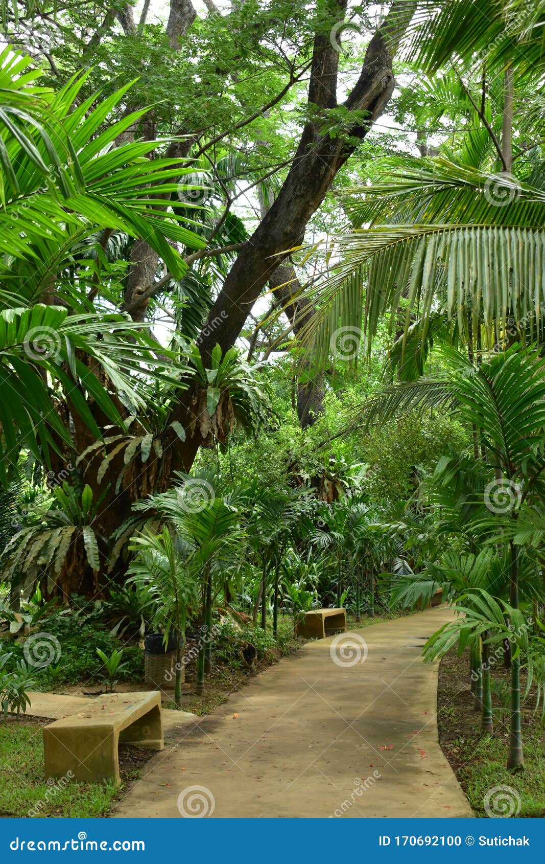 Pathway in Green Nature of Public Park of Walking Stock Photo - Image ...