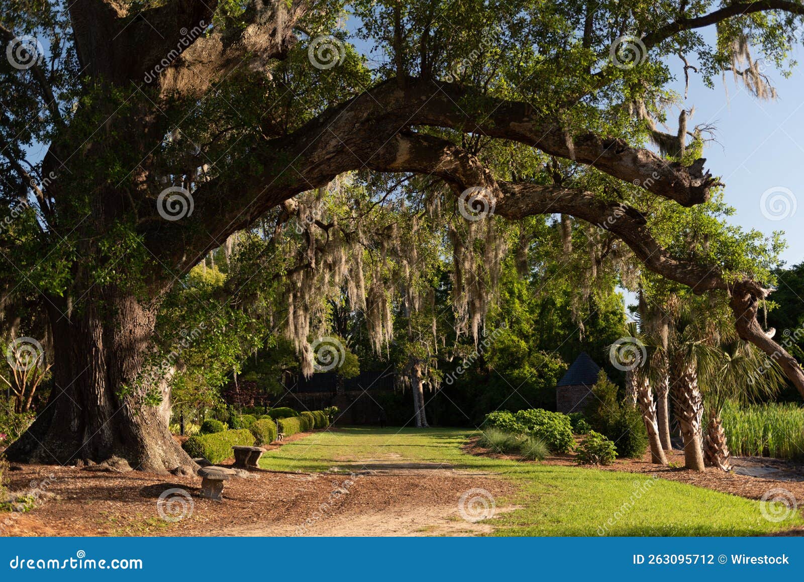 Pathway in the Green Park with Oak Trees Stock Photo - Image of park ...