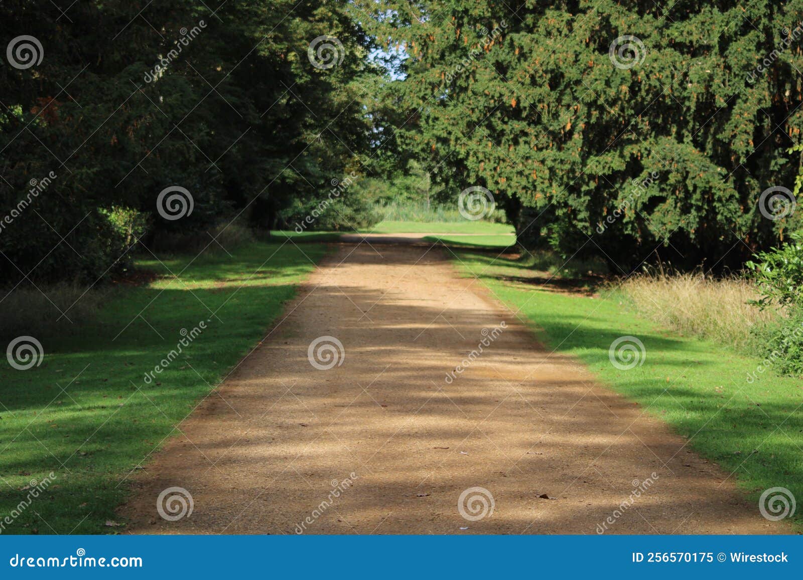 Pathway in a Green Park with Tall Trees Stock Image - Image of dense ...