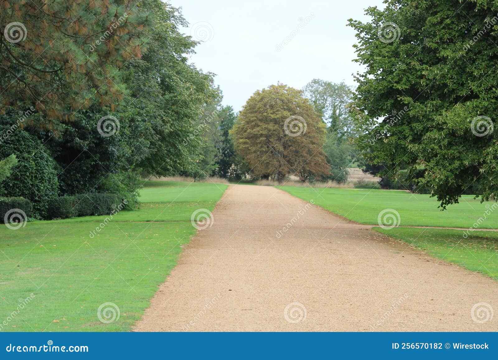 Pathway in a Green Park with Tall Trees Stock Photo - Image of ...
