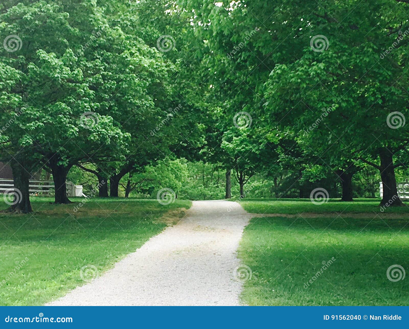 Pathway in Green Trees stock photo. Image of green, pathway - 91562040