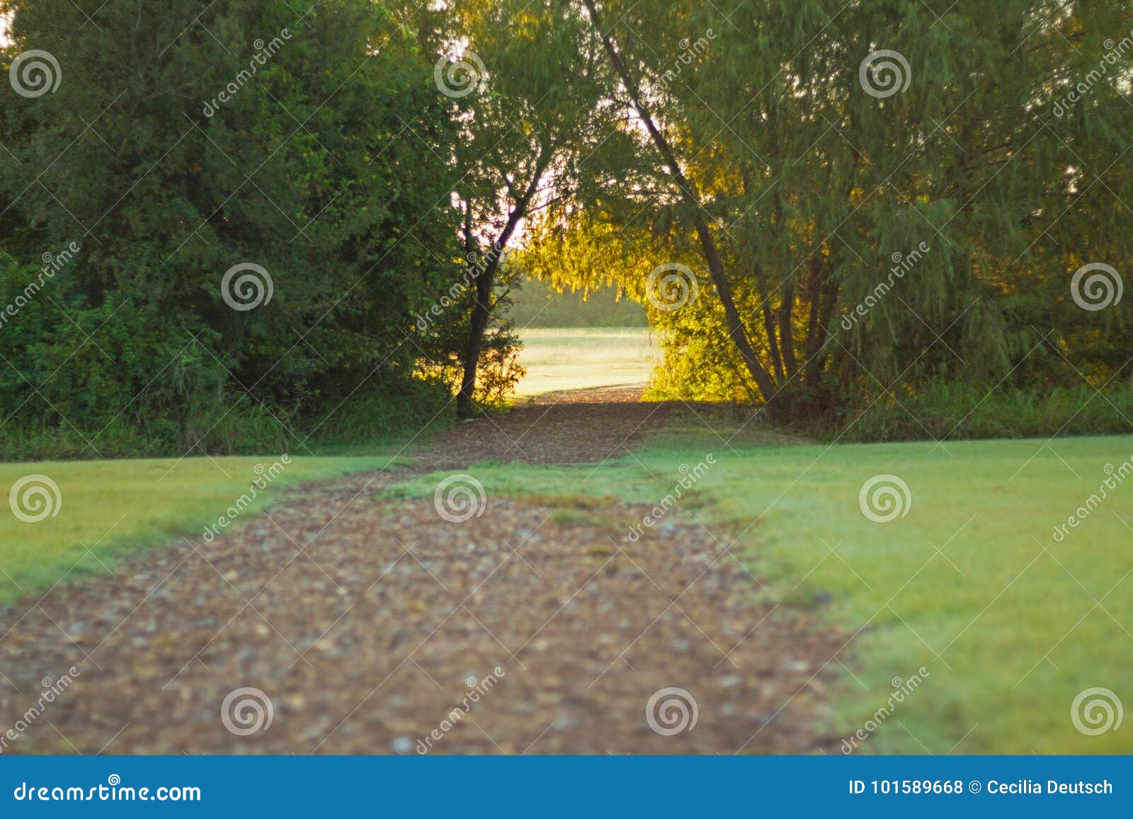 Pathway Through A Group Of Trees Stock Photography | CartoonDealer.com ...