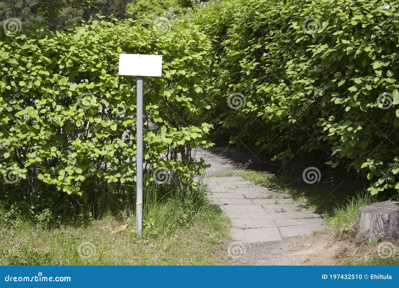 Pathway through Hedge with Blank Sign Stock Photo - Image of backyard ...