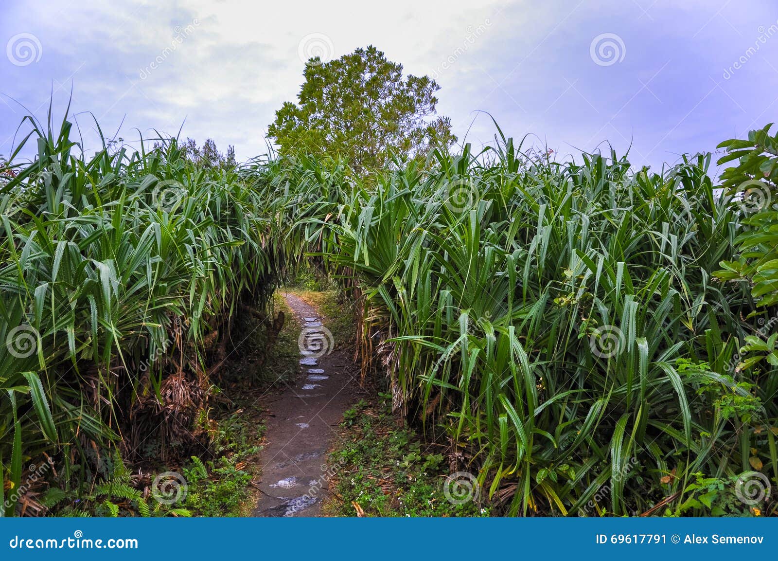 Pathway among High Barbed Grass on the Island Stock Image - Image of ...