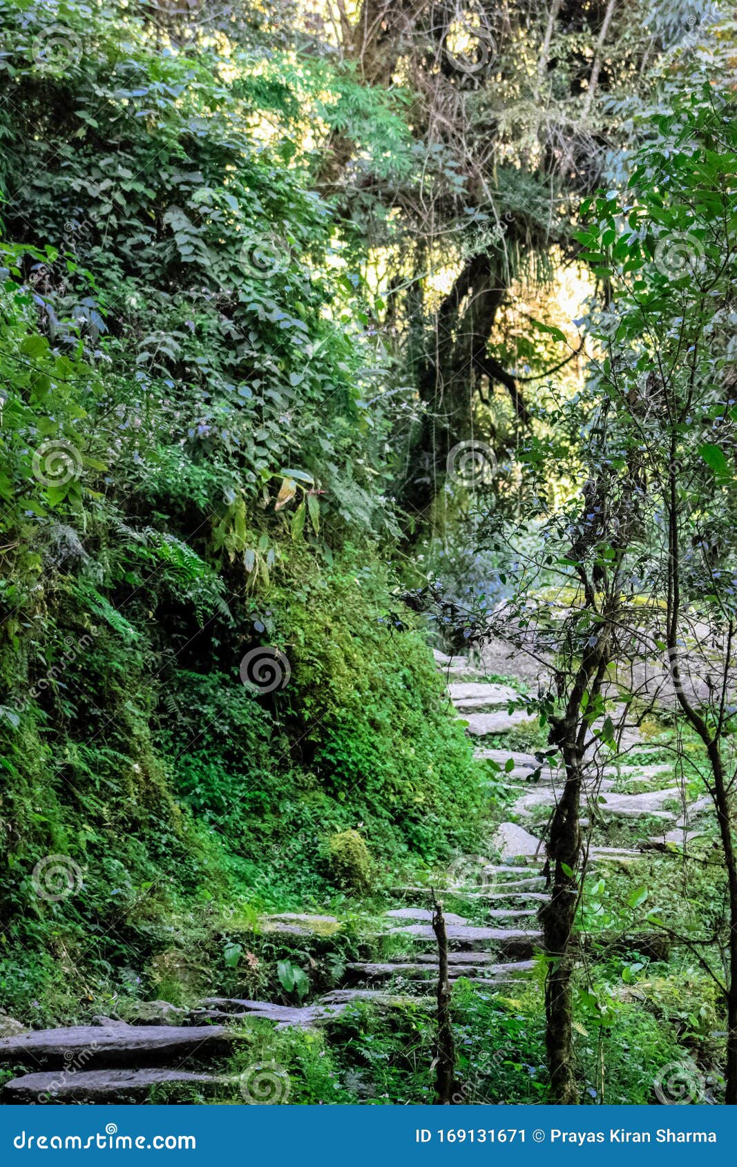 Pathway in High Mountain Nepal. Beauty of Earth Stock Image - Image of ...