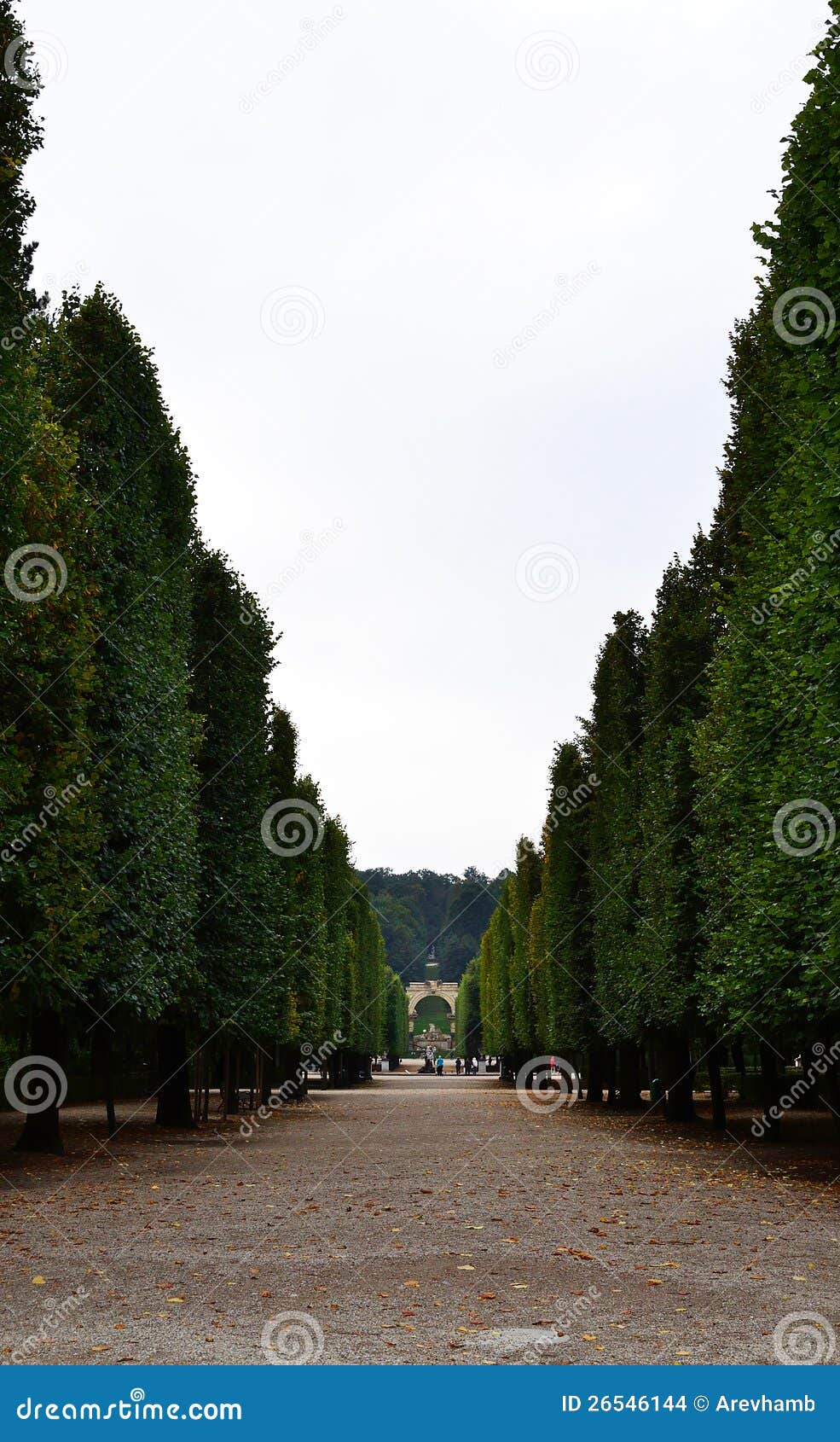 Pathway with high trees stock photo. Image of archway - 26546144