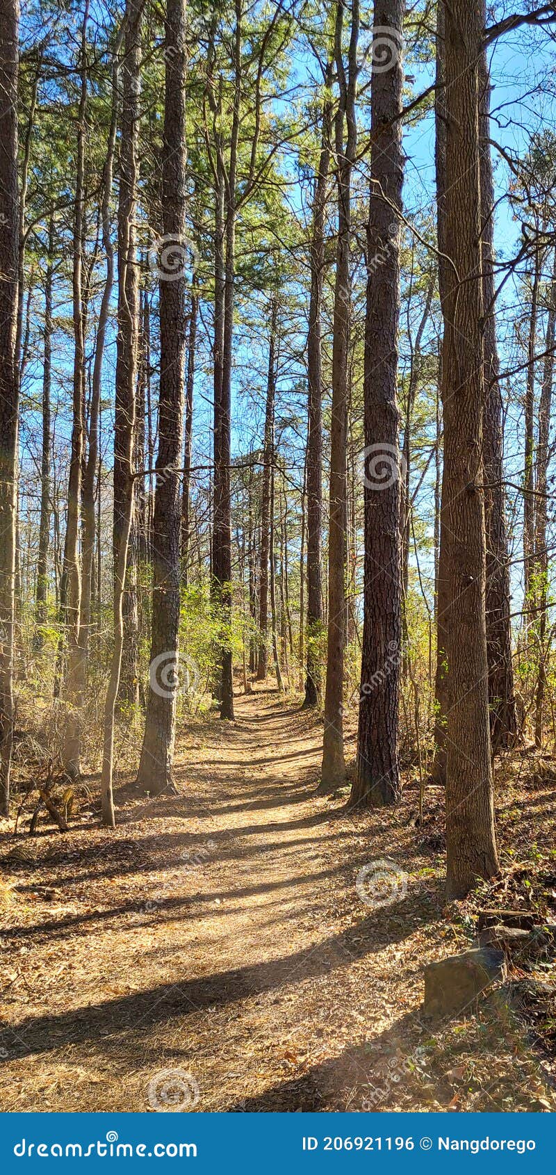 Pathway between the Hight Trees and Tree Stump in the Winter Stock ...