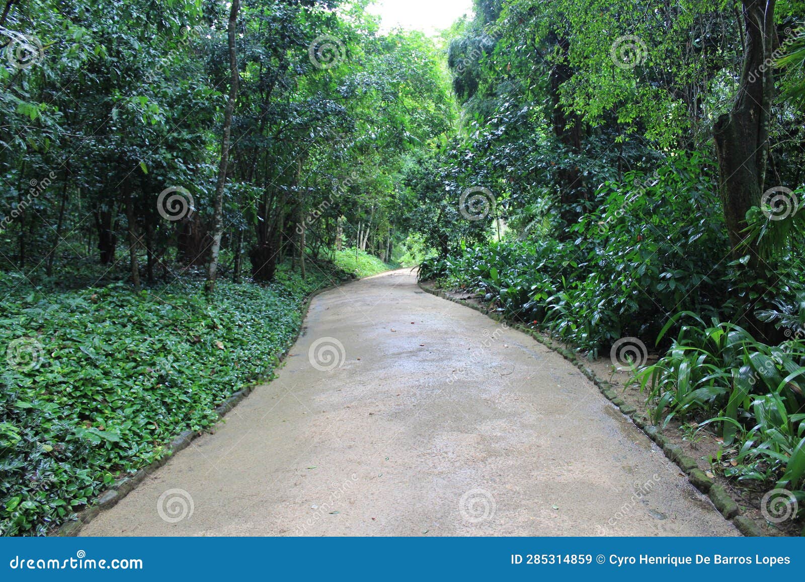 A Pathway Inside the Botanic Garden of Rio De Janeiro, Brazil Stock ...