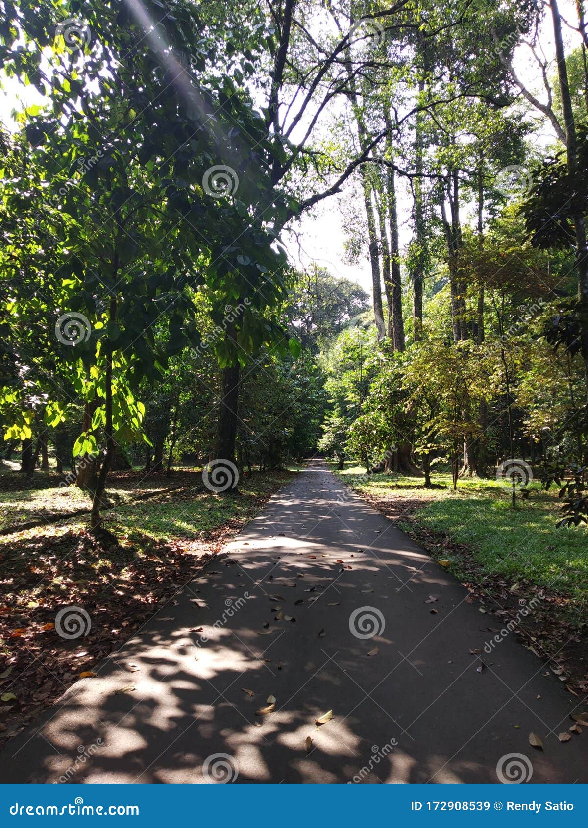 Pathway Inside Mangrove Forest Royalty-Free Stock Photo | CartoonDealer ...