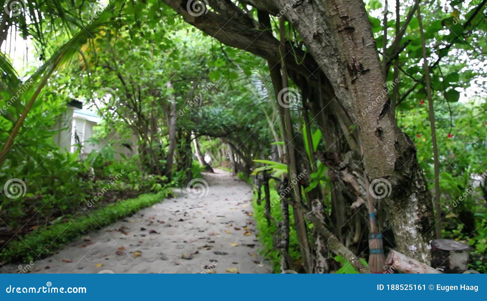 Pathway through the Island with Lot of Plants Stock Video - Video of ...