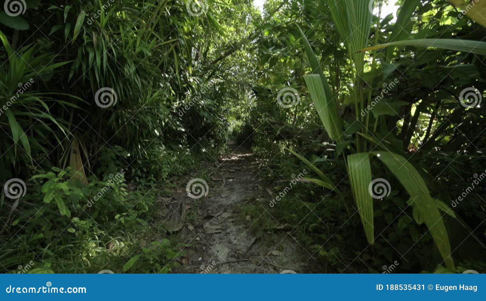 Pathway through the Jungle on an Island Stock Video - Video of island ...