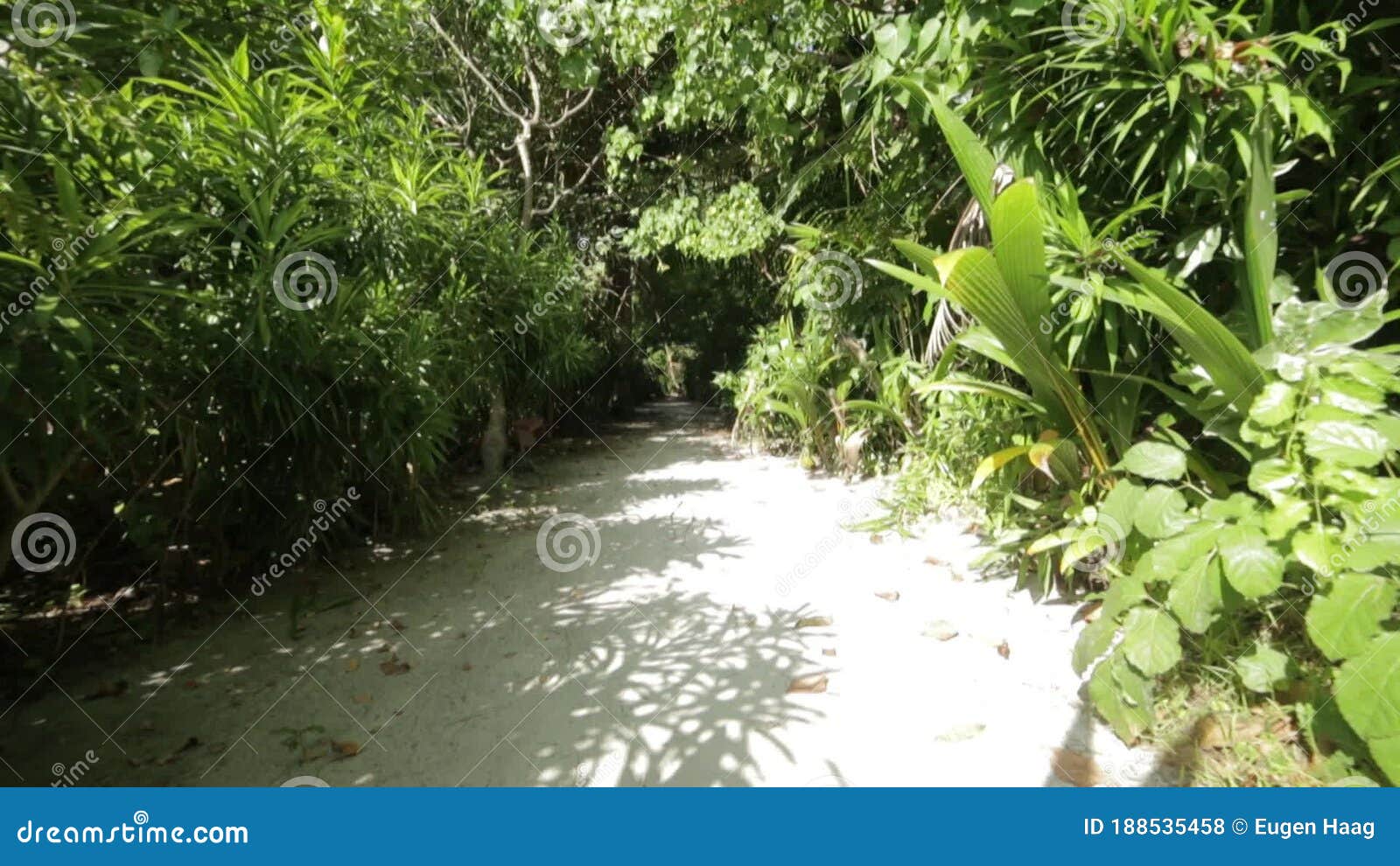 Pathway through the Jungle on an Island Stock Footage - Video of island ...