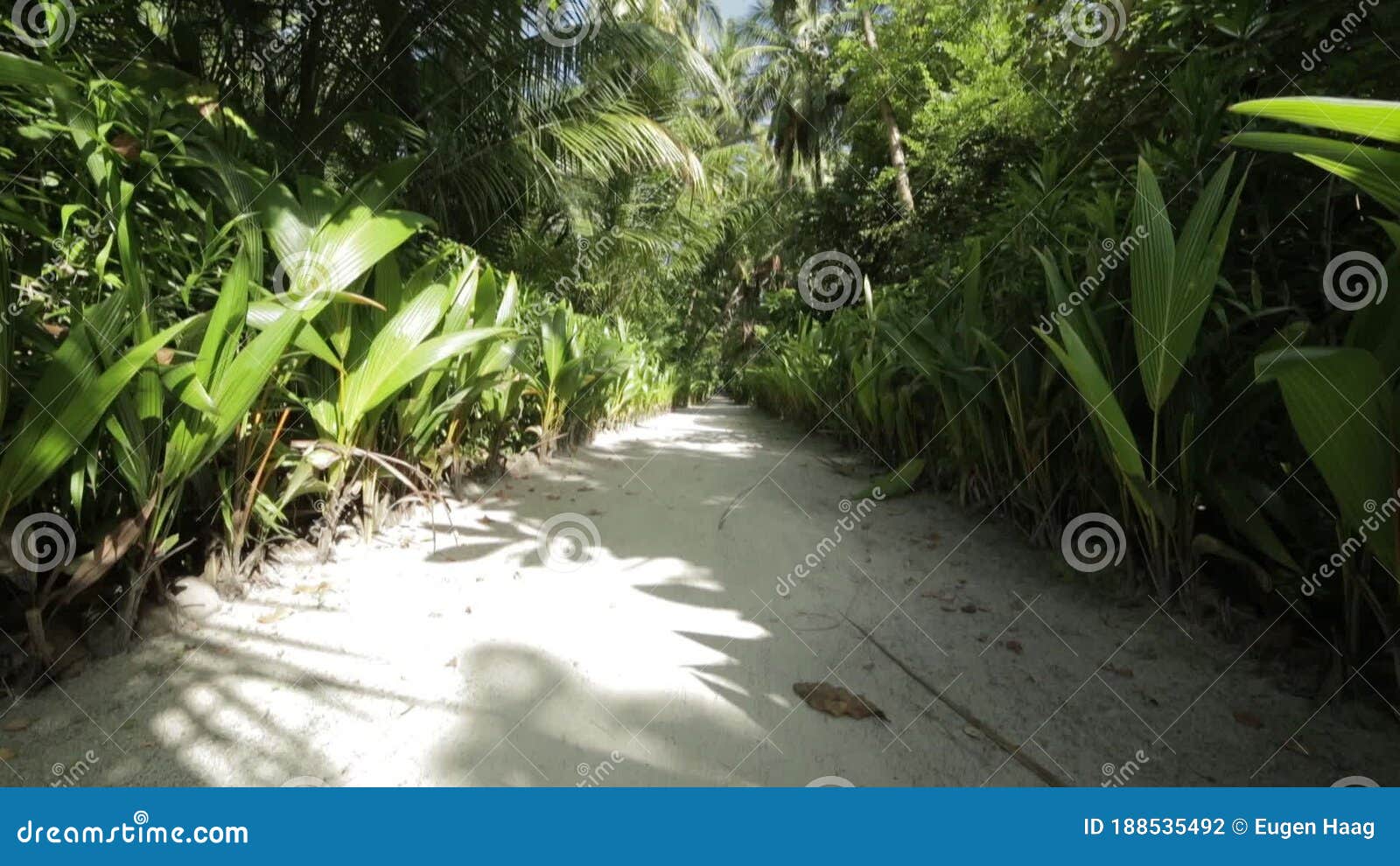 Pathway through the Jungle on an Island Stock Footage - Video of bush ...