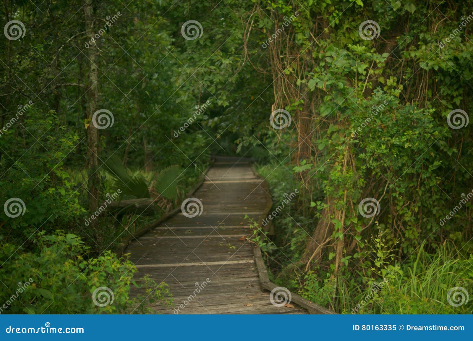 Pathway in the Jungle stock image. Image of jungle, adventure - 80163335