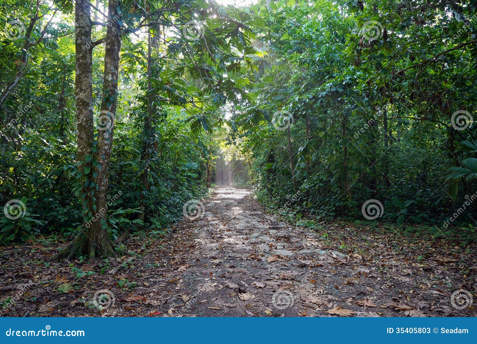 Pathway in the jungle stock image. Image of landscape - 35405803