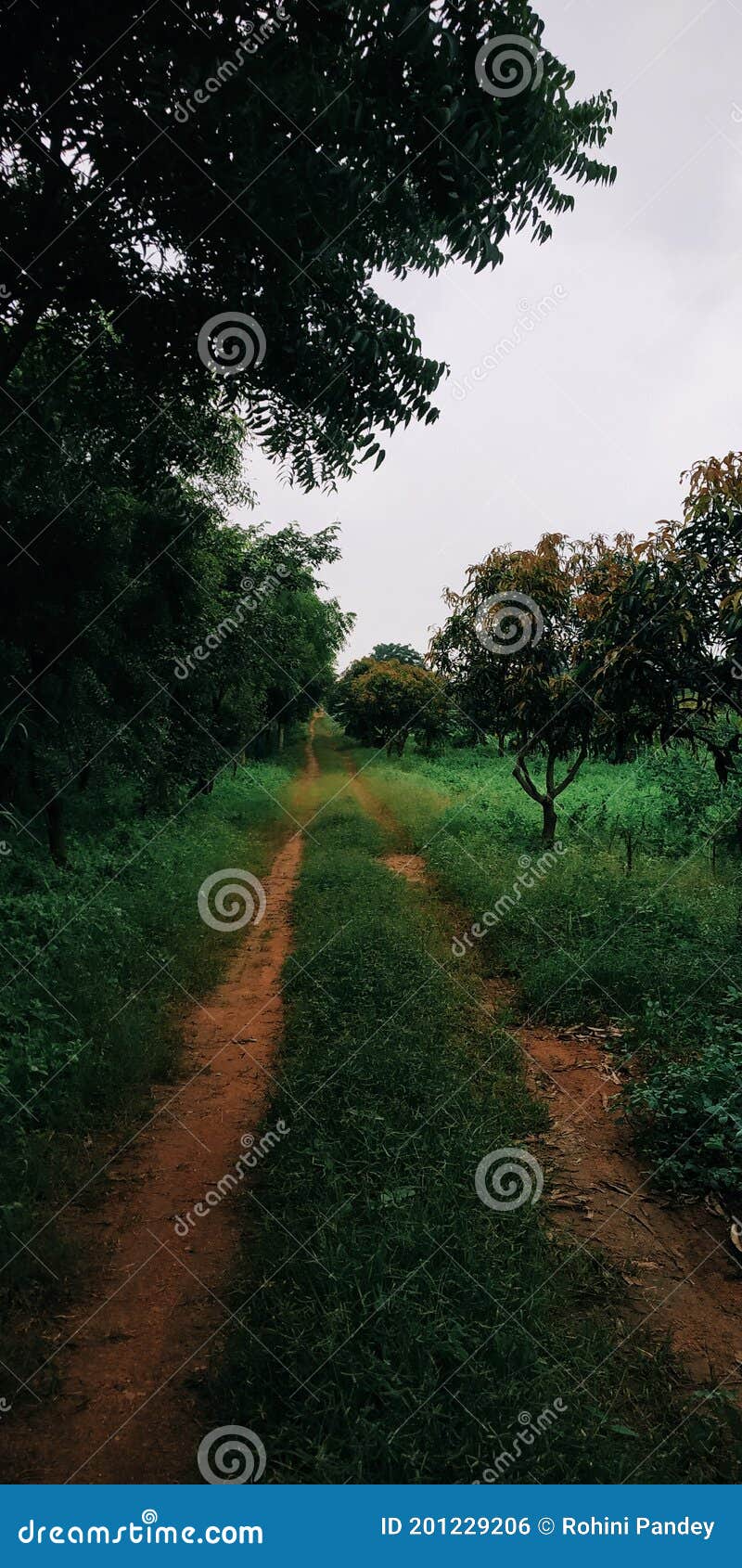 A pathway through jungle stock photo. Image of nature - 201229206