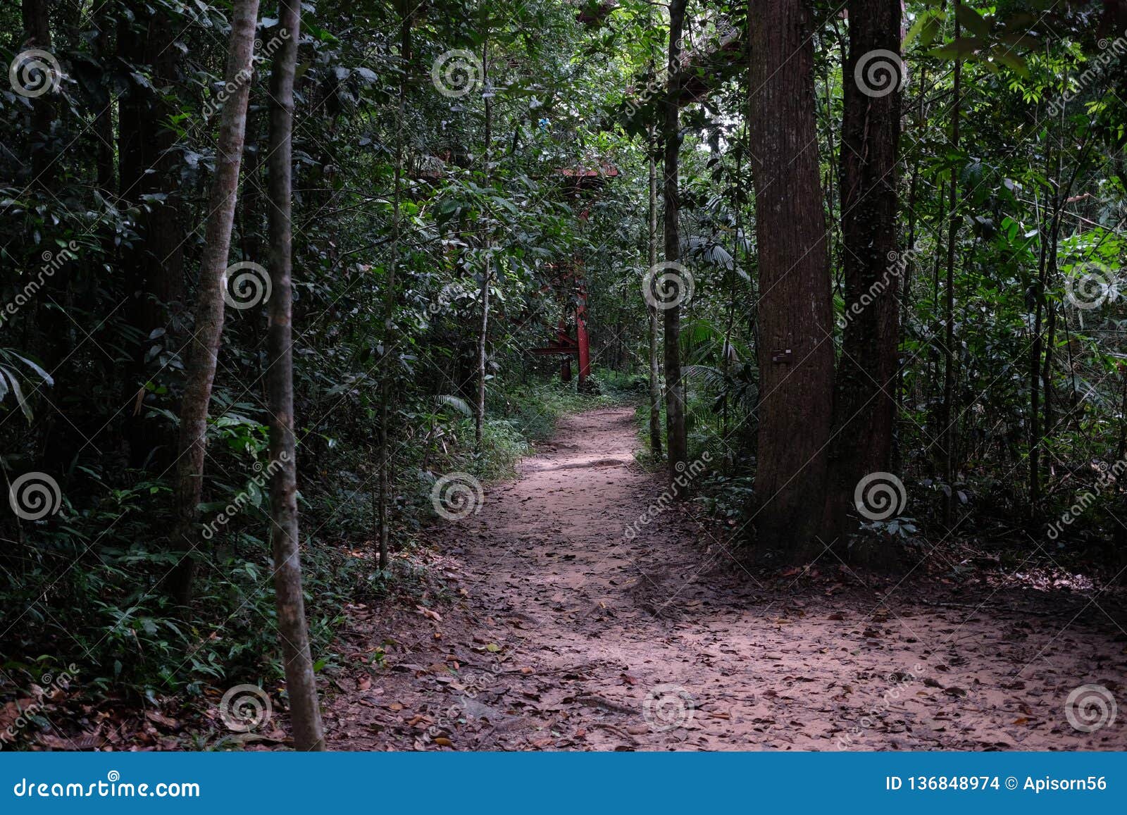 Pathway in the Jungle Surrounding with Nature Stock Photo - Image of ...